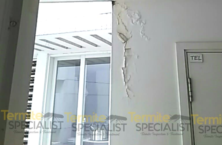 Termite Inspection & Treatment -Termite Specialist Singapore
