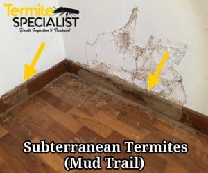 Subterranean Termites in Singapore - Termite Specialist