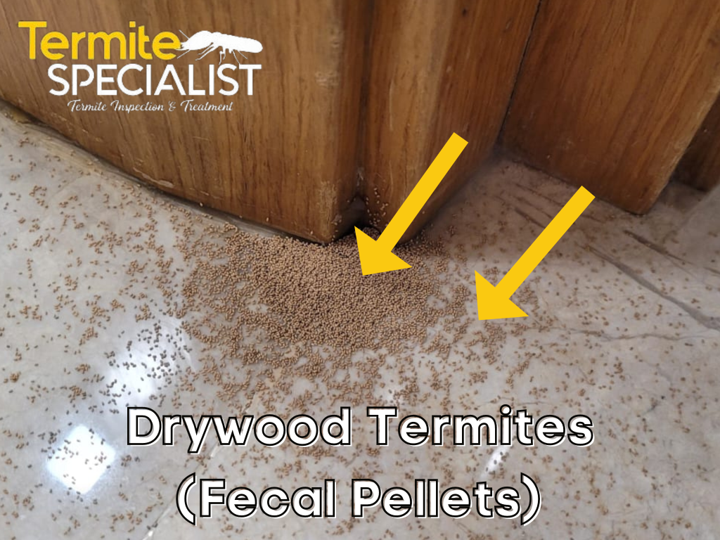 Drywood Termites Control in SG: All You Need to Know Today