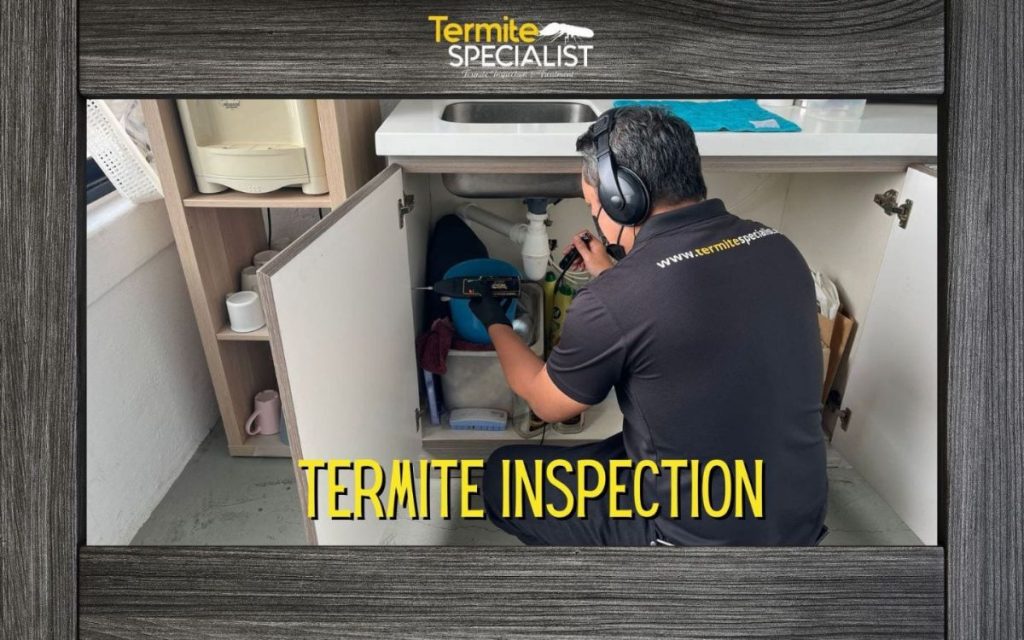 Termites Guide: How to Spot & Prevent Infestation Fast