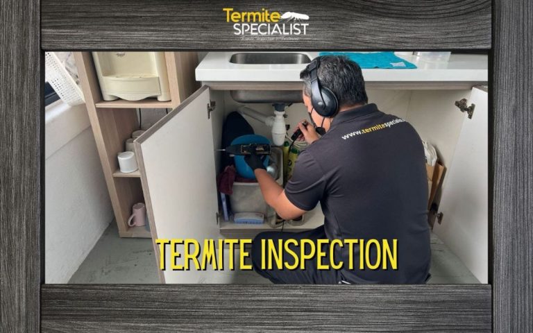 Termites Guide: How to Spot & Prevent Infestation Fast