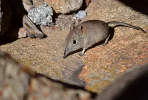 Rodent Control Singapore | NEA-Licensed | Same-Day Service