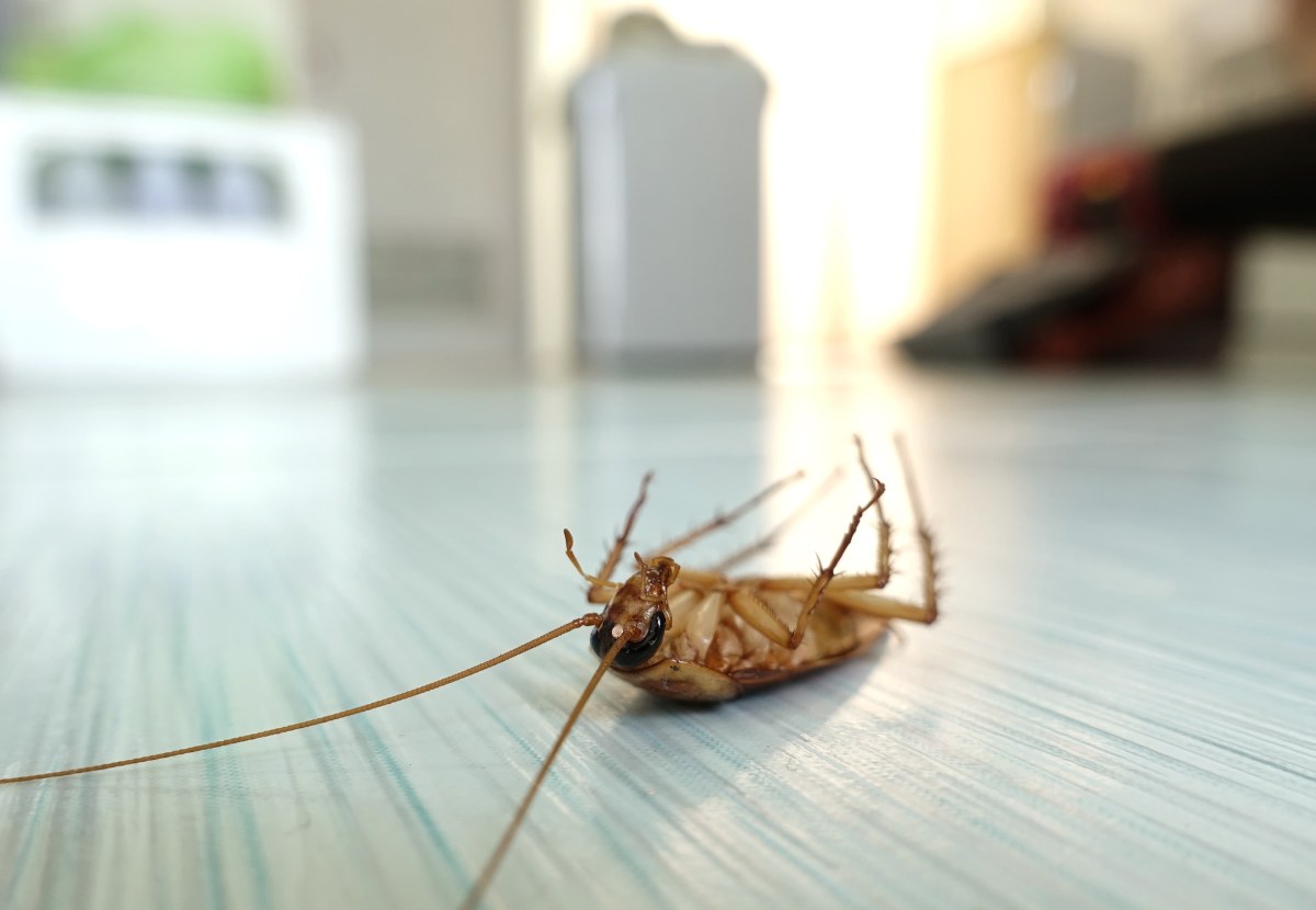 How to Kill Cockroaches Fast: What Works & What Fails 2026